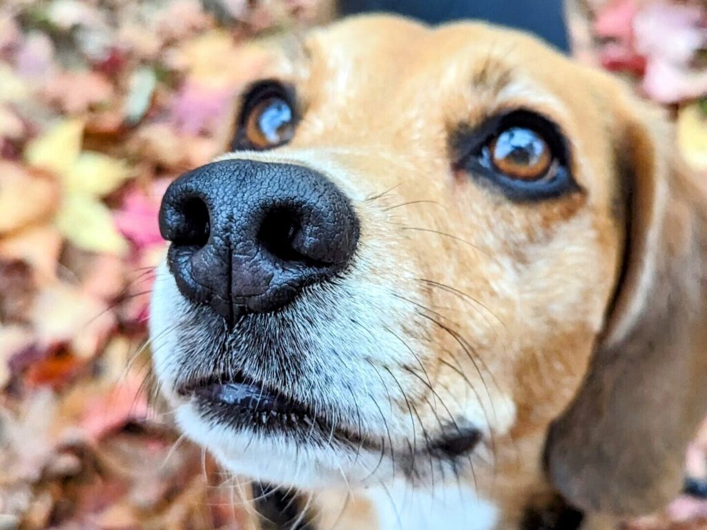 ノーズワークについて | ComPath -Dog Space-